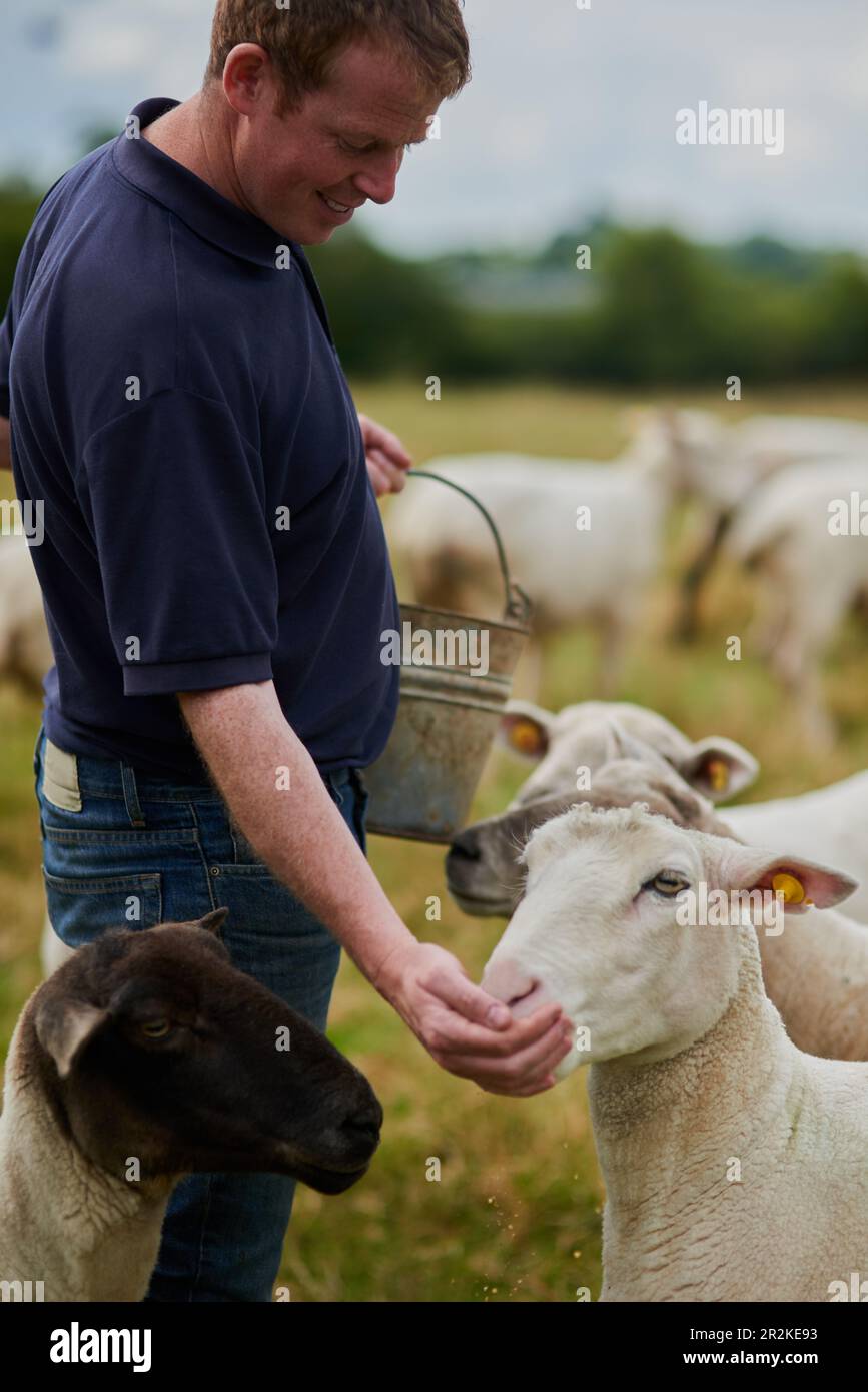 Agriculture, sheep and feed with man on farm field for help ...