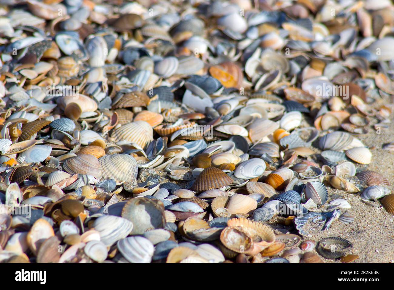 sea shells on the beach in the Netherlands, Renesse, Zeeland Stock ...