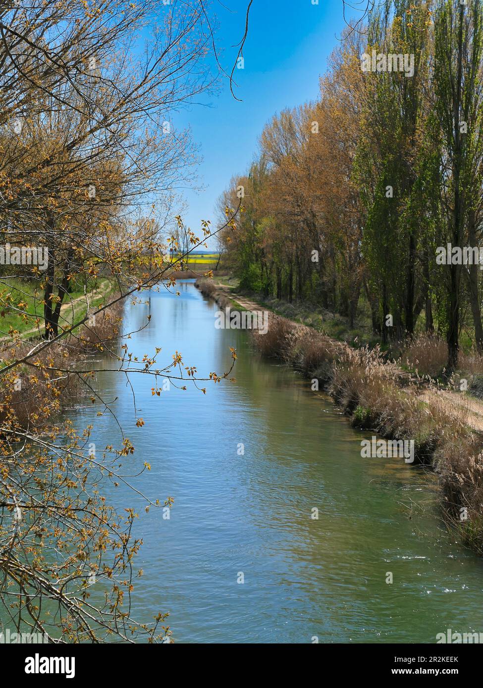 French canal with avenue of trees either side Stock Photo - Alamy