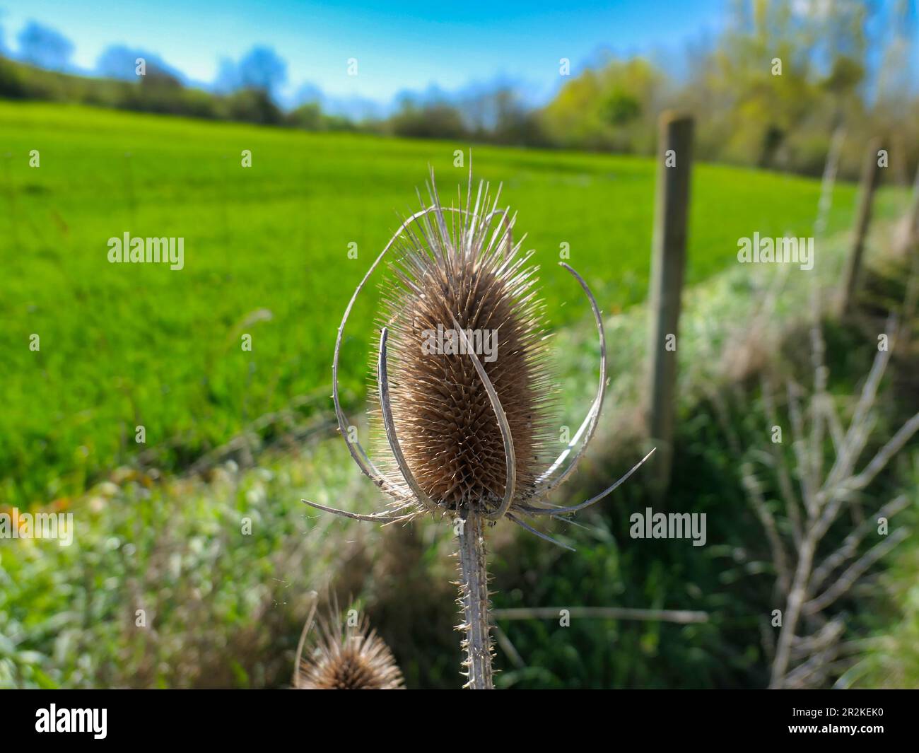 Heads of teasel showing structure and spikiness Stock Photo - Alamy