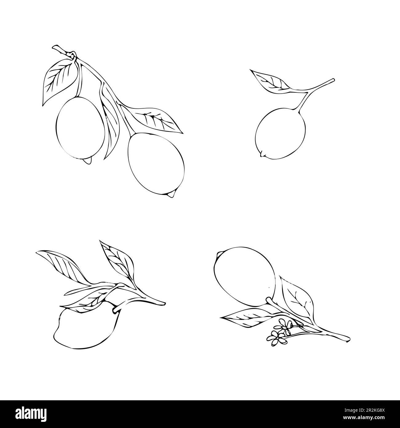 Natural lemons fruit in lemon Black and White Stock Photos & Images - Alamy