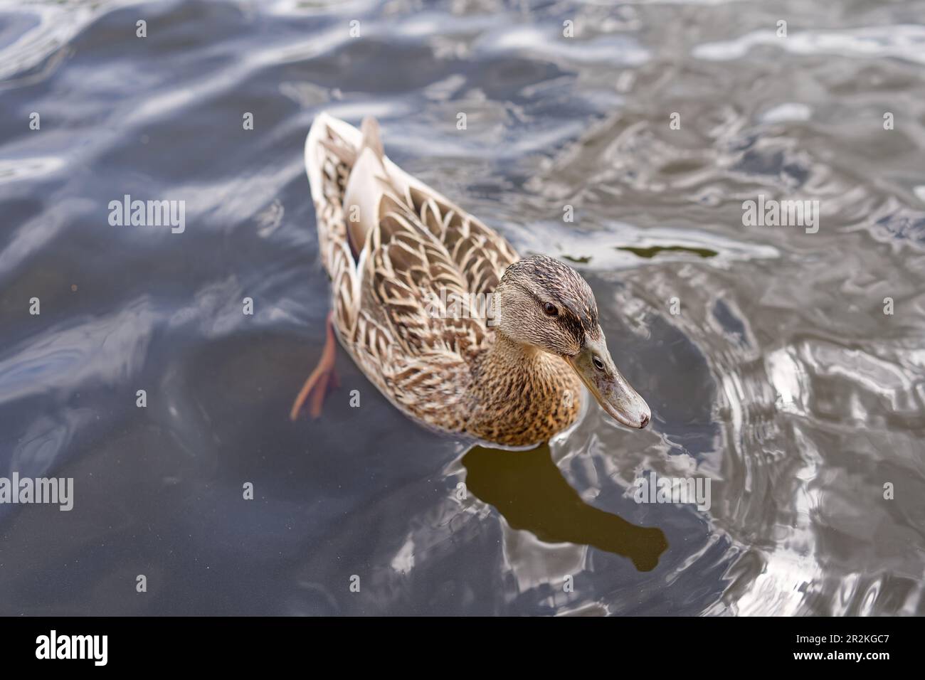 Curious Duck swimming close by Stock Photo - Alamy