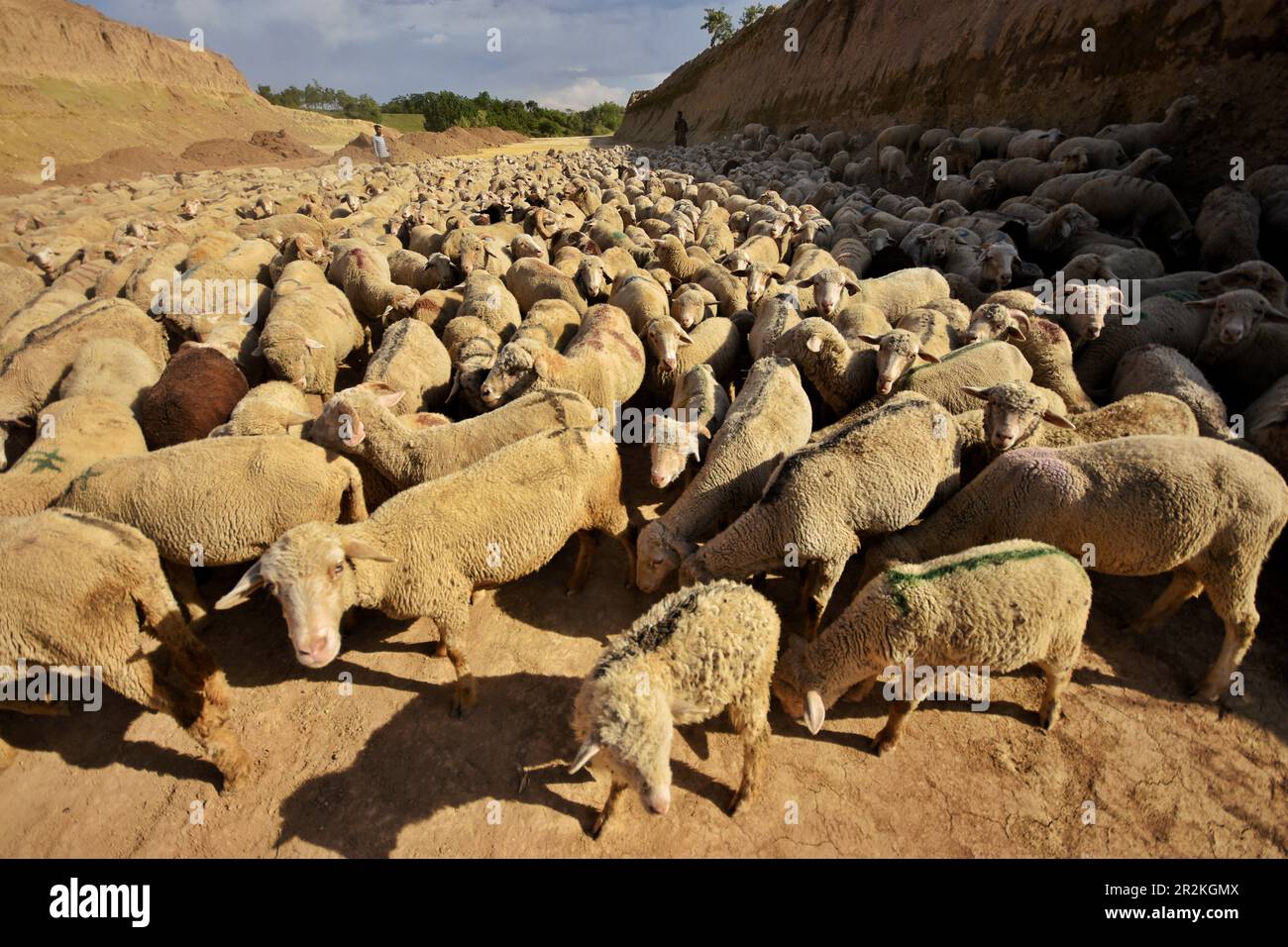 May 15, 2023, Srinagar, Jammu and Kashmir, India: A view of shepherd ...