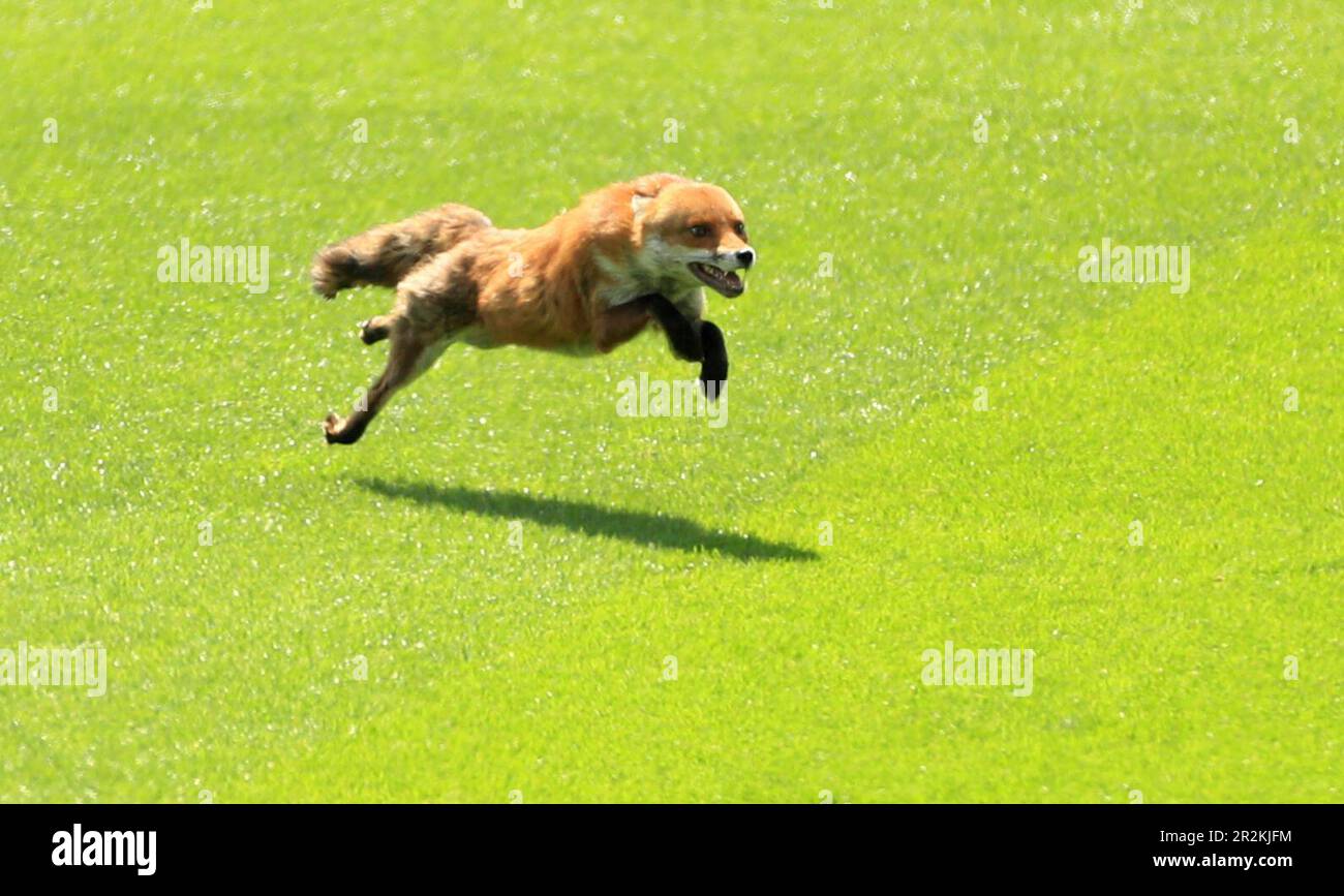 A fox is seen on the pitch during game 2 of the HSBC World Rugby Sevens ...