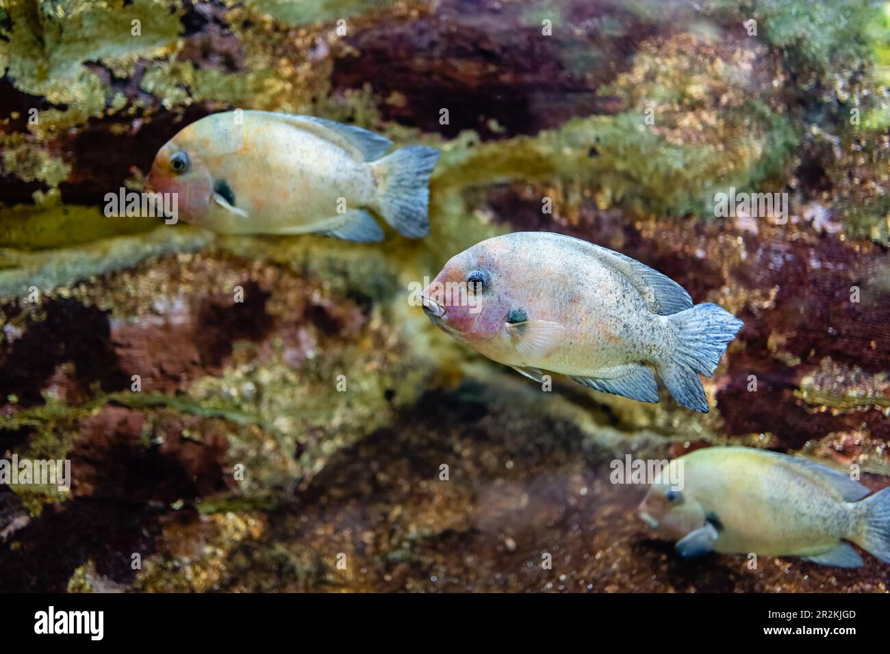 Three tropical fish swimming together in the same direction on an out ...