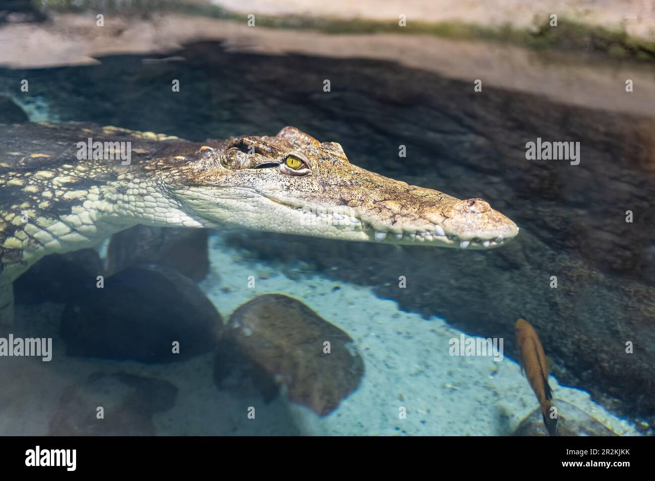 Crocodile swimming in an artificial pool of the aquarium where it is ...
