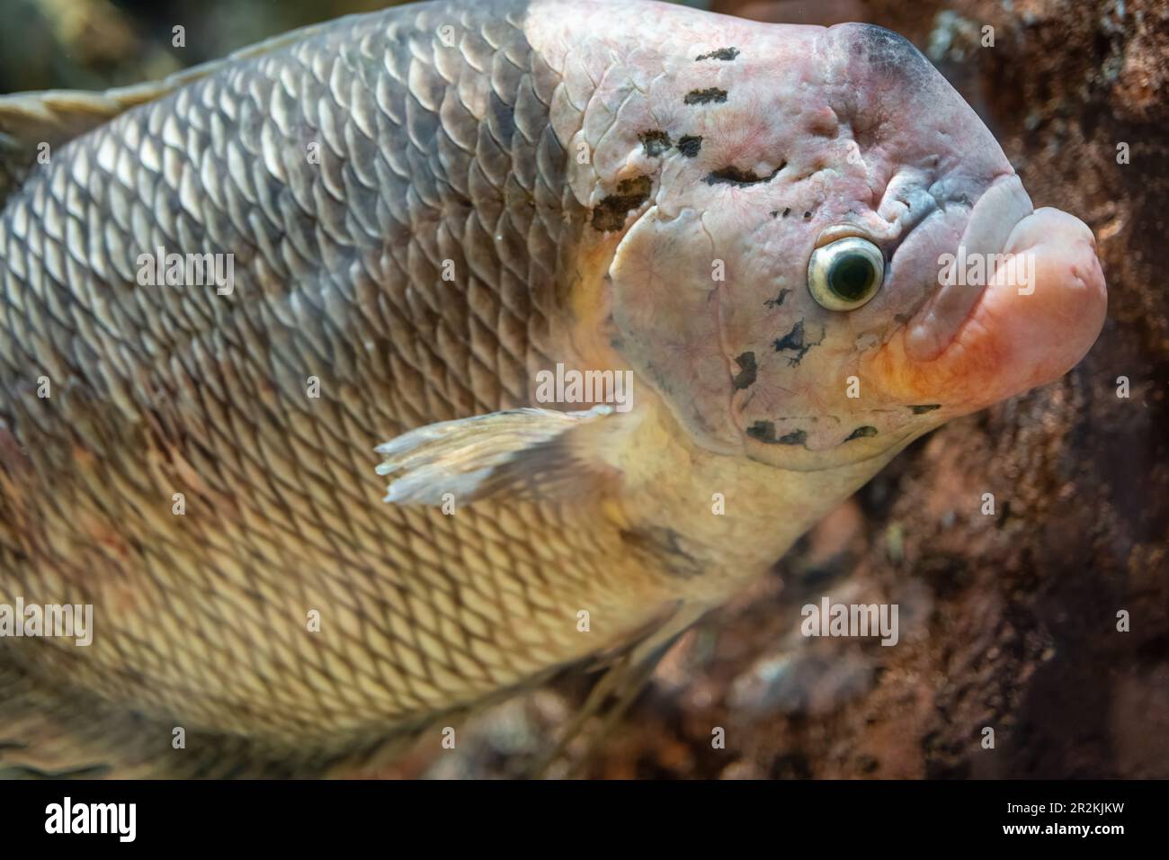 Large very ugly looking fish swimming among the rocks of the seabed ...