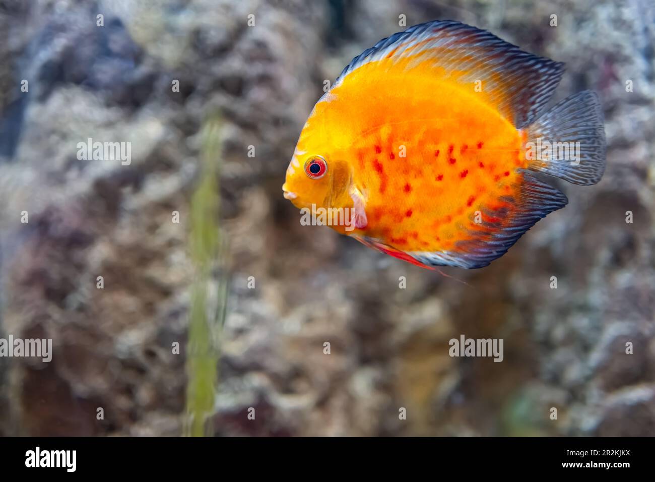 Small colorful tropical fish swimming quietly through the fish tank ...