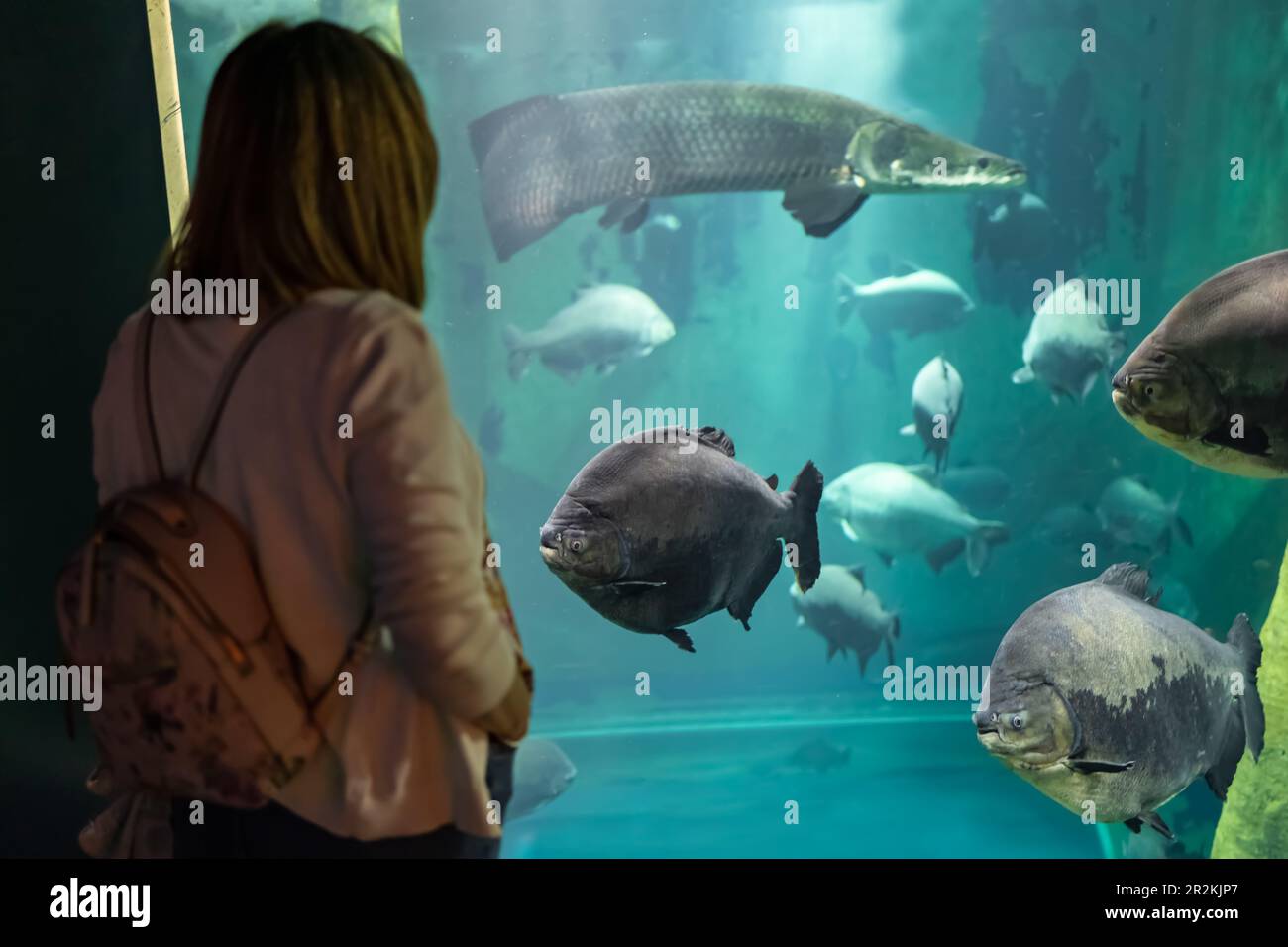 Woman on her back looking at the big fish swimming in the huge ...