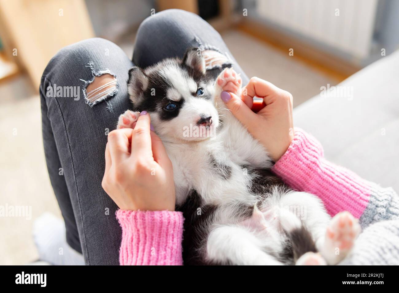 Cute, charming husky puppy, lying on the lap of a young and caring ...