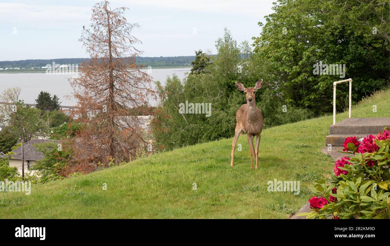 deer fallow brown color at grass. photo of deer fallow outdoor. deer ...