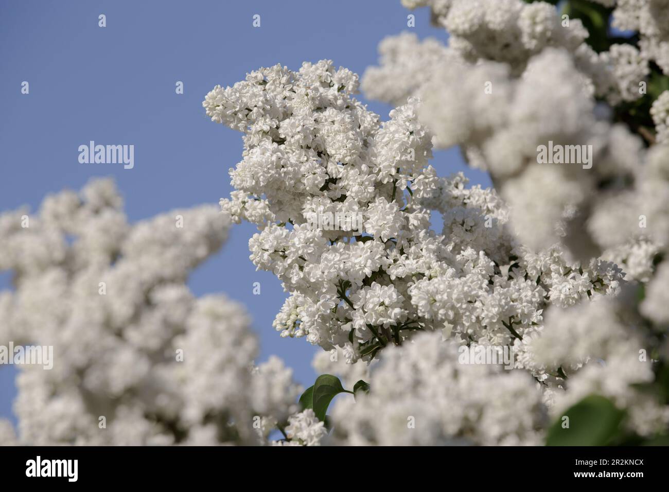Bush of white lilac. Beautiful white flowers on a blue sky background ...