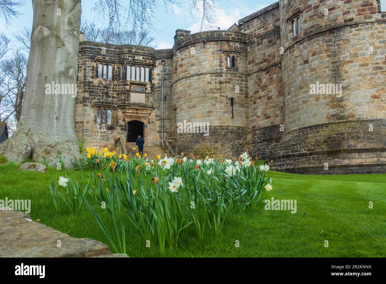 Entrance to Medieval Keep with daffodils in foreground at Skipton ...