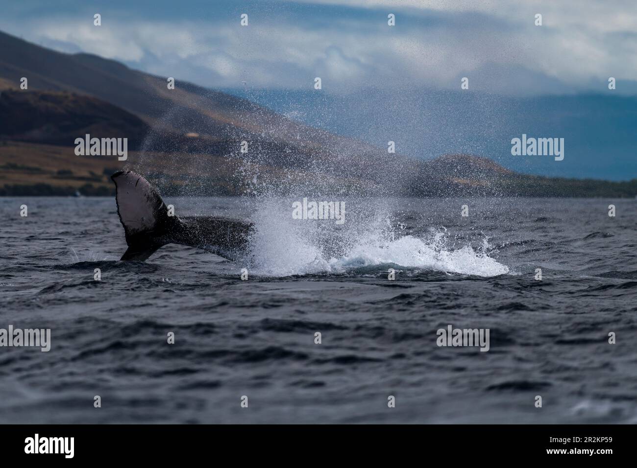 Humpback whale peduncle throw. Hawaii, Maui, Lahaina, 02/19, Winter ...