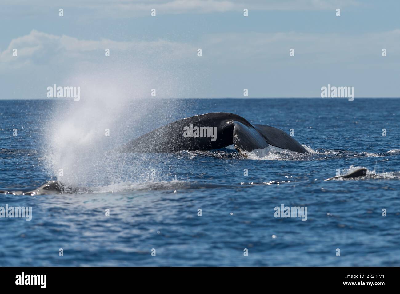 Humpback whale blowing or spouting. Hawaii, Maui, Lahaina, 02/19 ...
