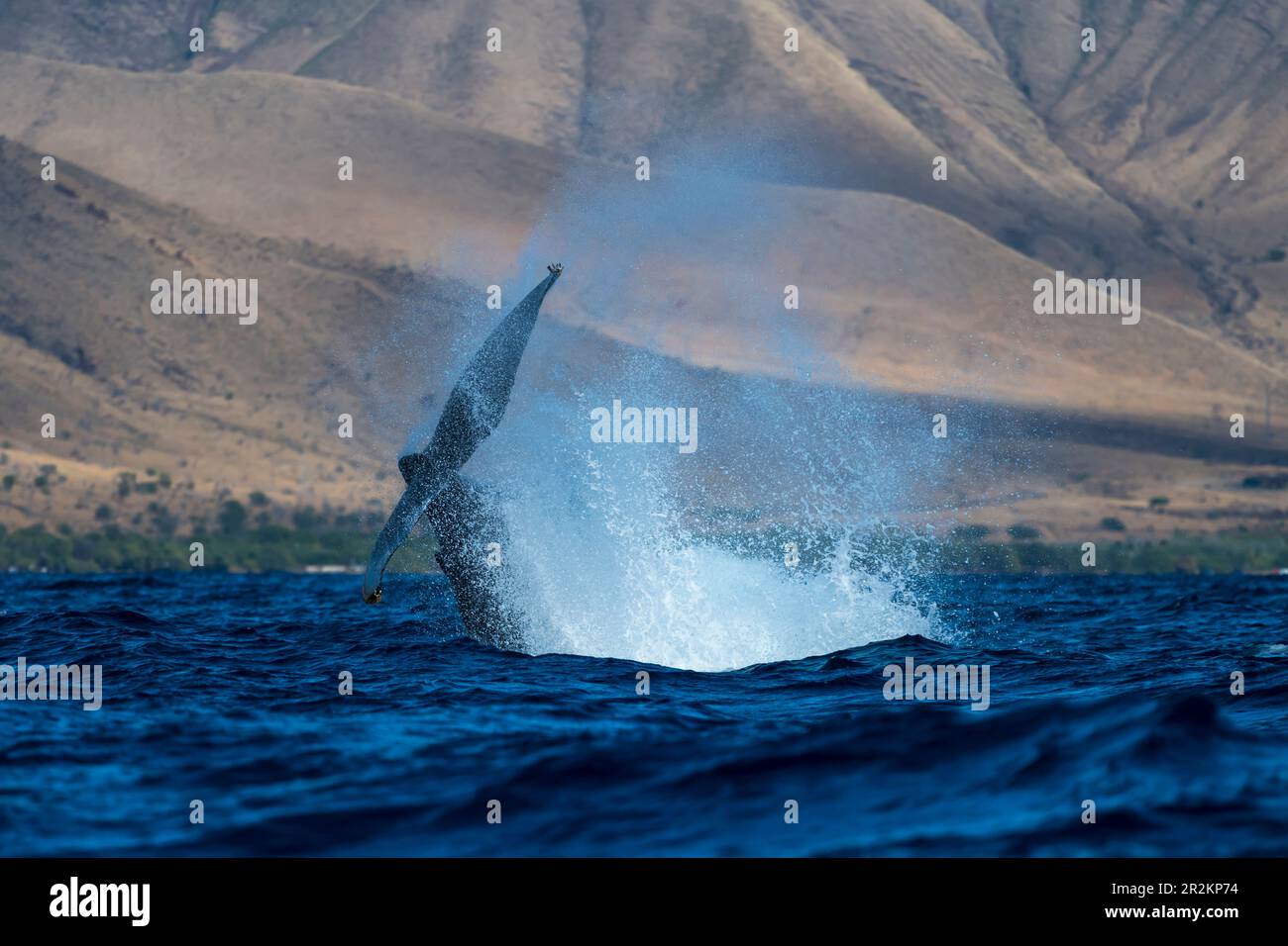 Humpback whale peduncle throw. Hawaii, Maui, Lahaina, 01/19, Winter ...