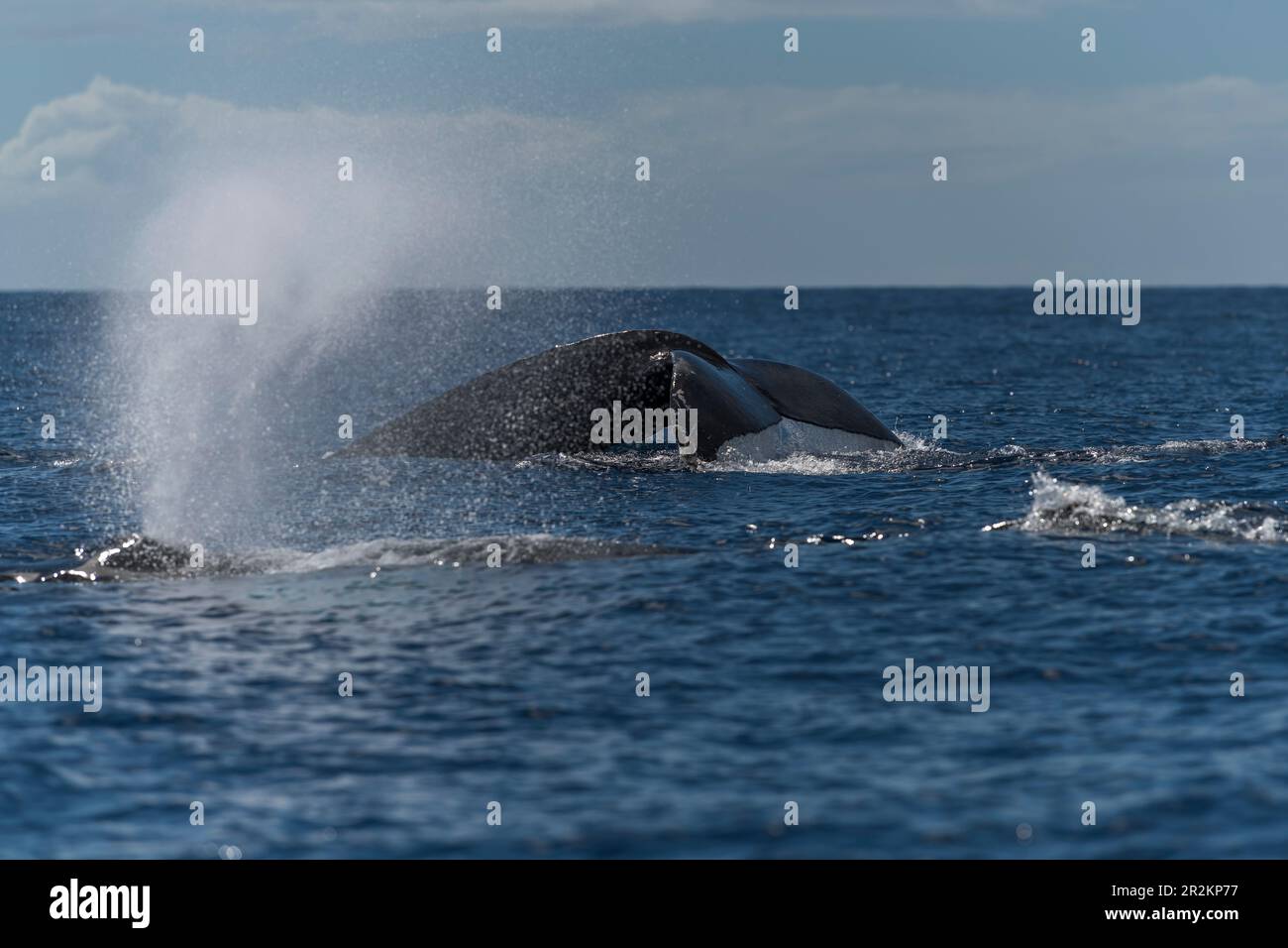 Whale blowing hi-res stock photography and images - Alamy