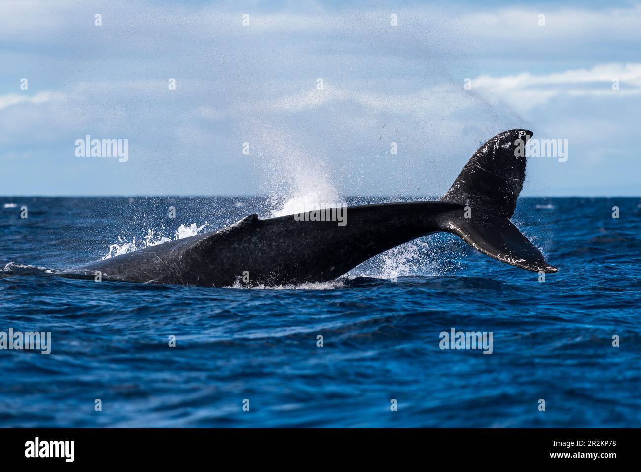 Humpback whale peduncle throw. Hawaii, Maui, Lahaina, 02/19, Winter ...