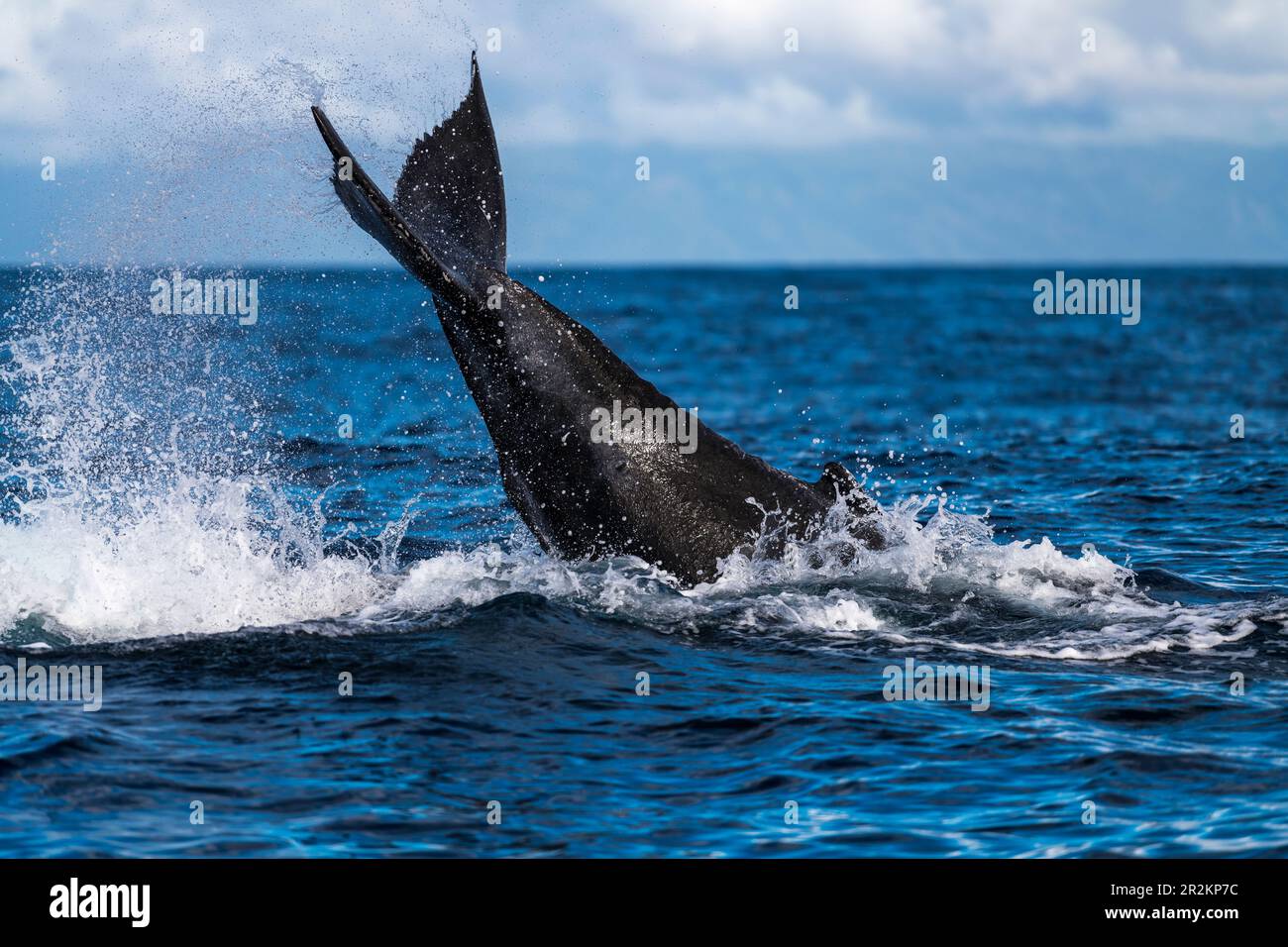 Peduncle hi-res stock photography and images - Alamy