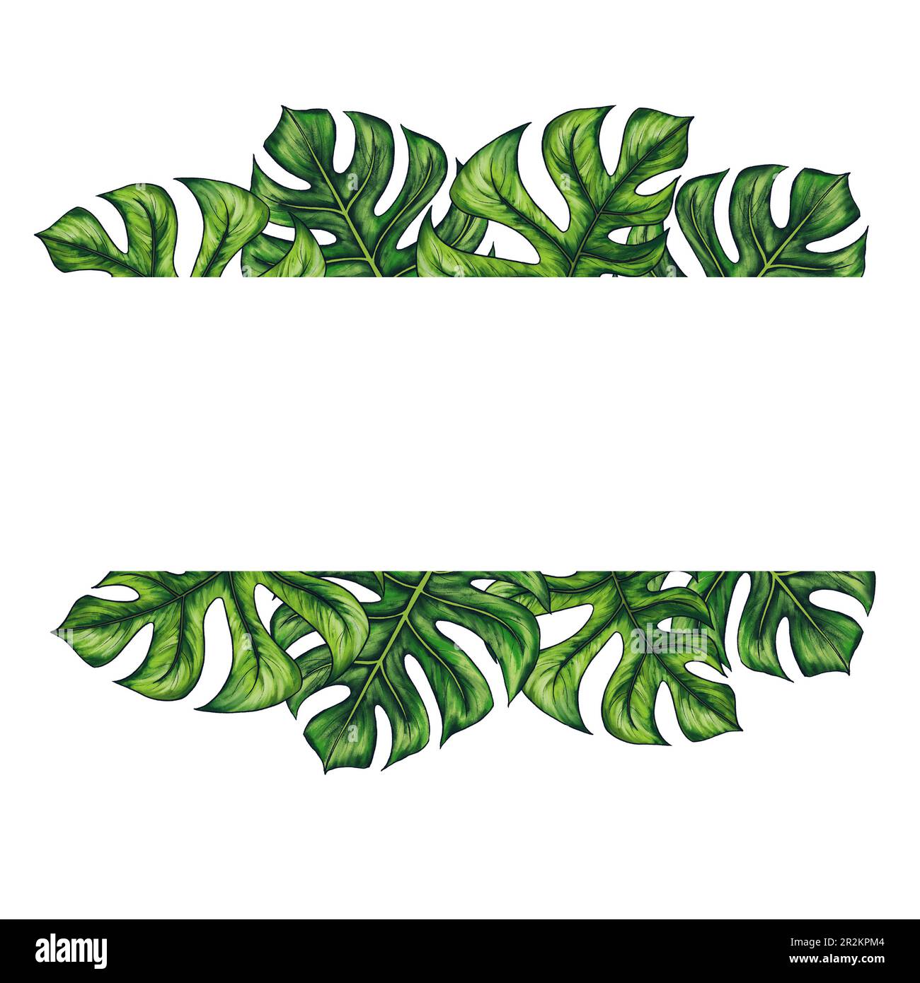 Square template for text with tropical monstera palm leaves. Frame or ...