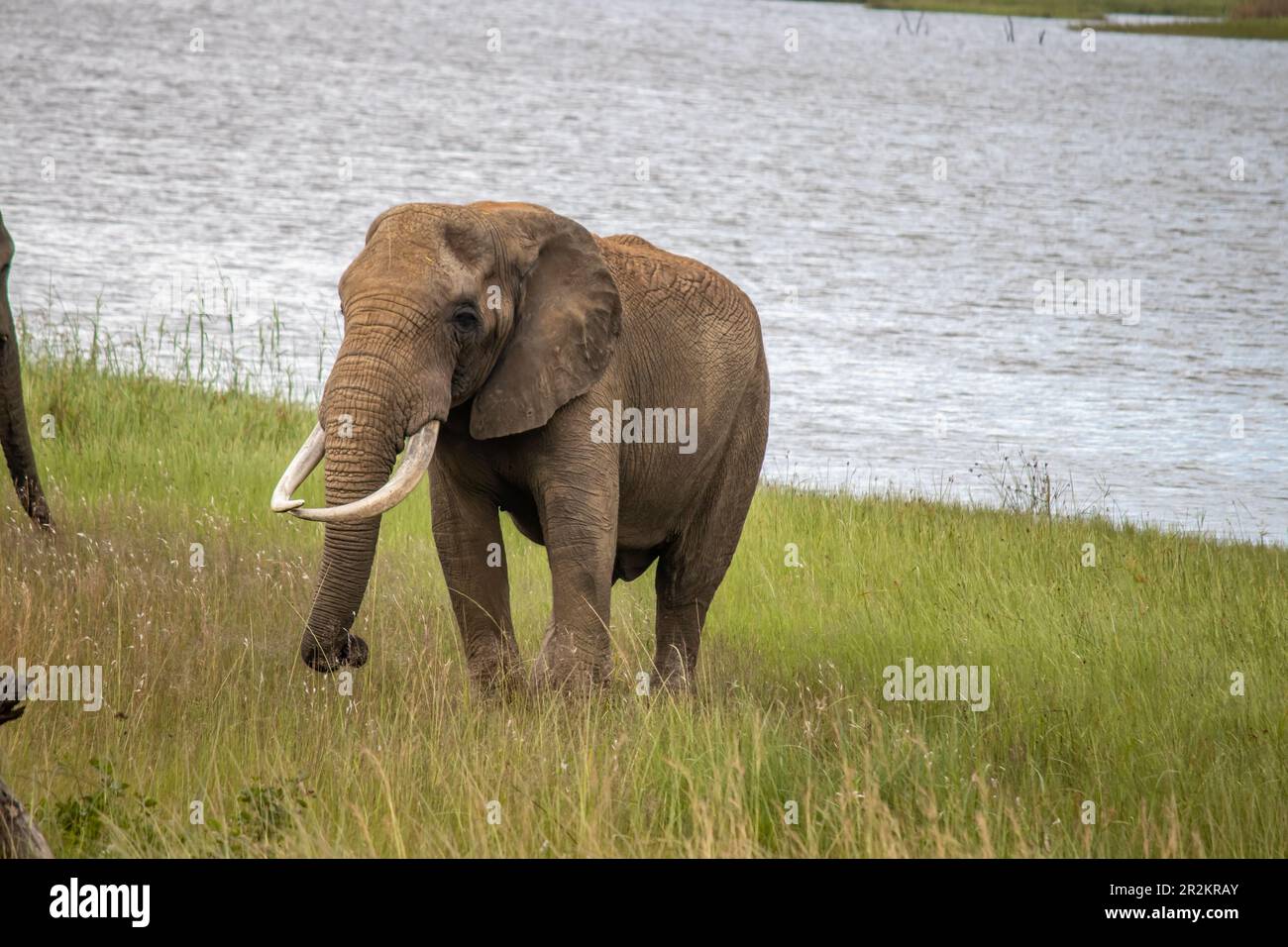 Jim corbett national park elephant hi-res stock photography and images ...