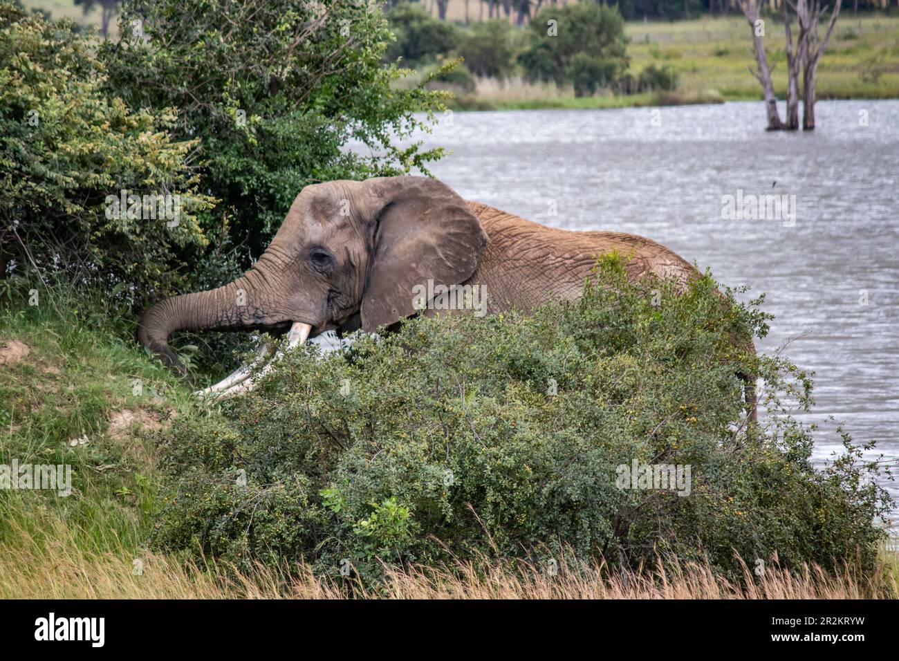 Elephant walking next to the small lake, in Imire National Park ...