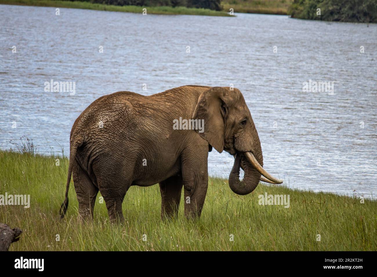 Imire hi-res stock photography and images - Alamy