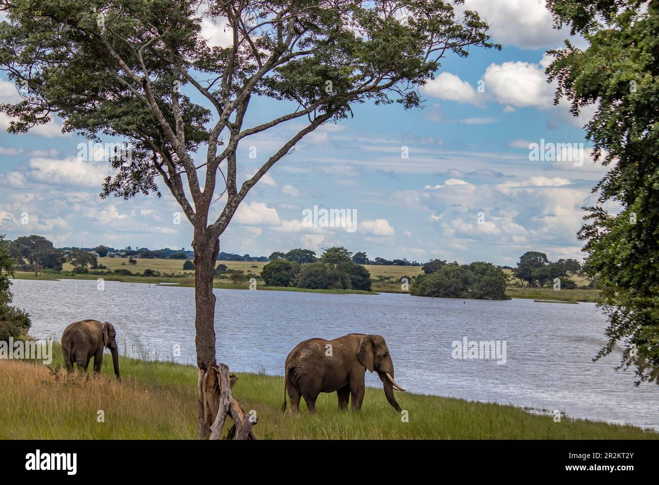 Elephant walking next to the small lake, in Imire National Park ...
