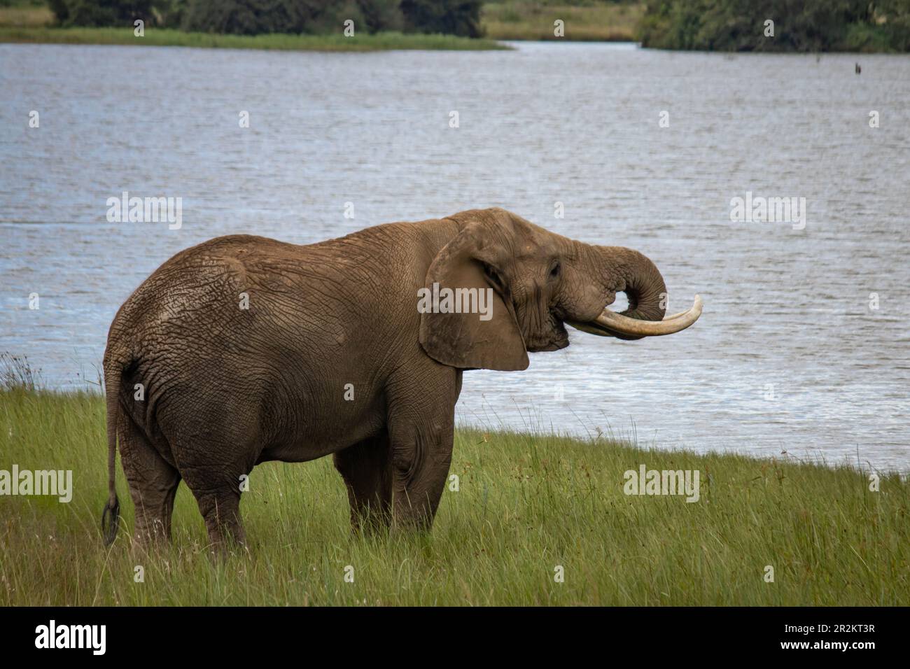 African elephan walking next to the lake in Imire national park ...