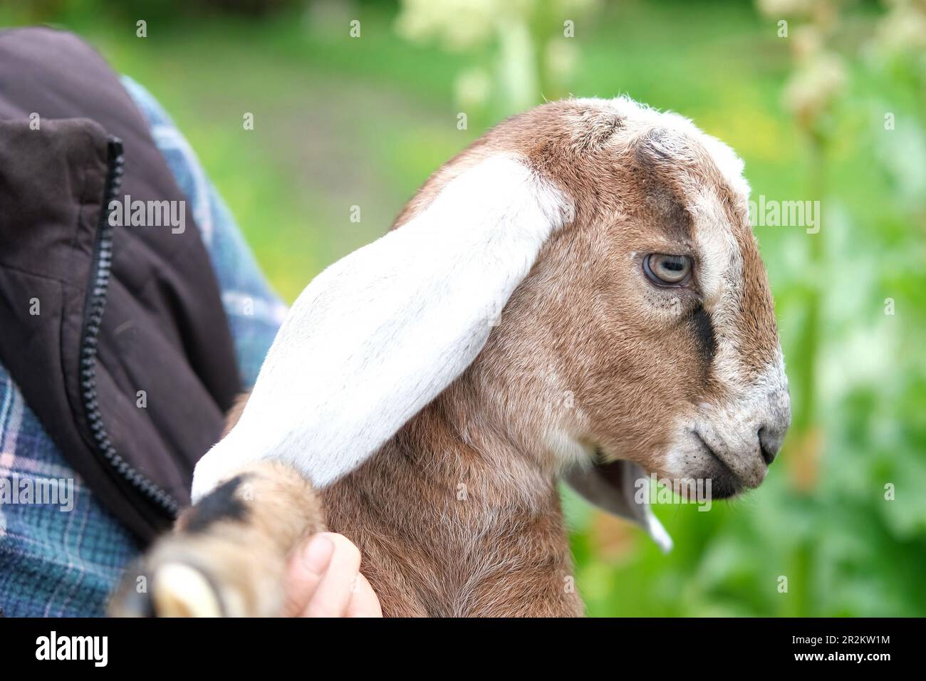 The Anglo-Nubian is a British breed of domestic goat. Little Nubian ...