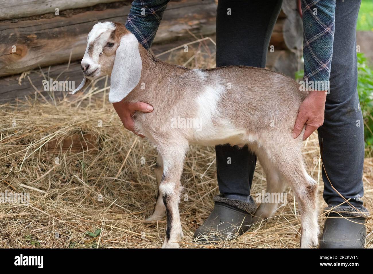 The Anglo-Nubian is a British breed of domestic goat. Little Nubian ...