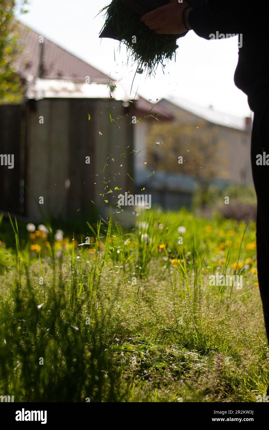View of green grass fall from hands in the garden in morning sunlight ...