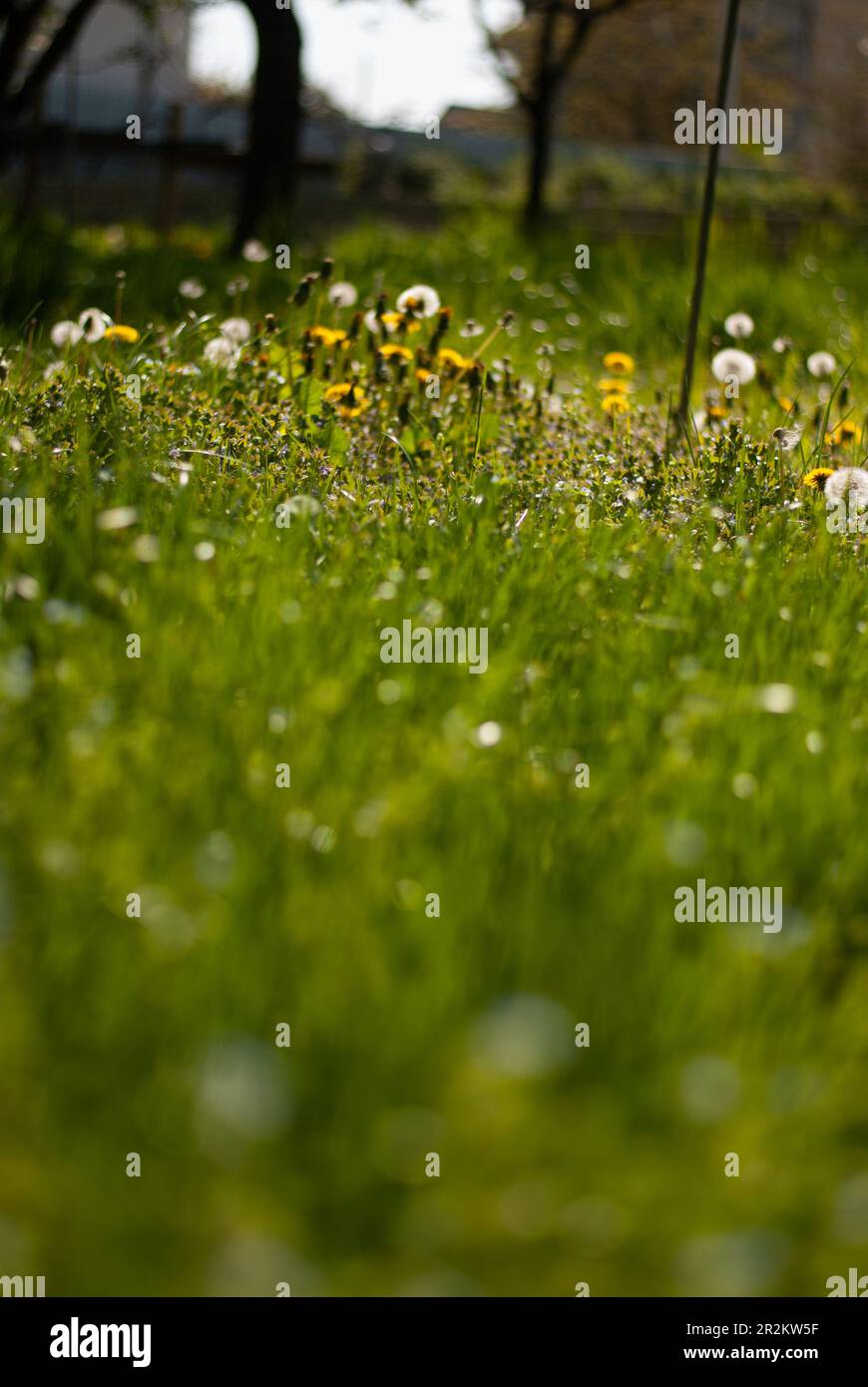 View of green grass and flowers in the garden Stock Photo - Alamy