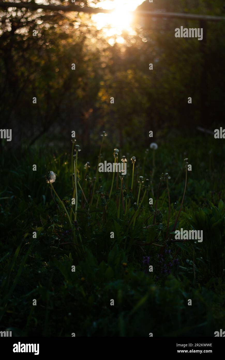 Light up dandelions hi-res stock photography and images - Alamy