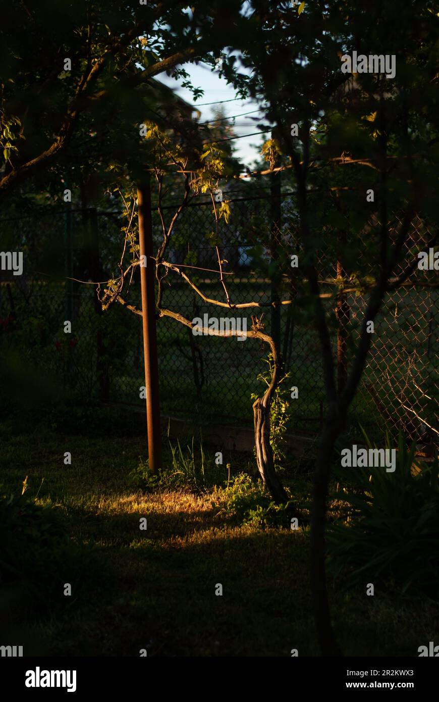 View of garden with trees in sunlight in the morning Stock Photo - Alamy