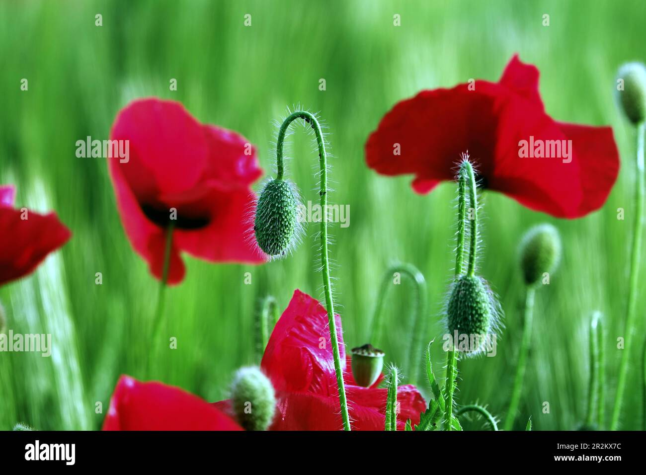 Poppy field close up in the middle of a field of green wheat Stock ...