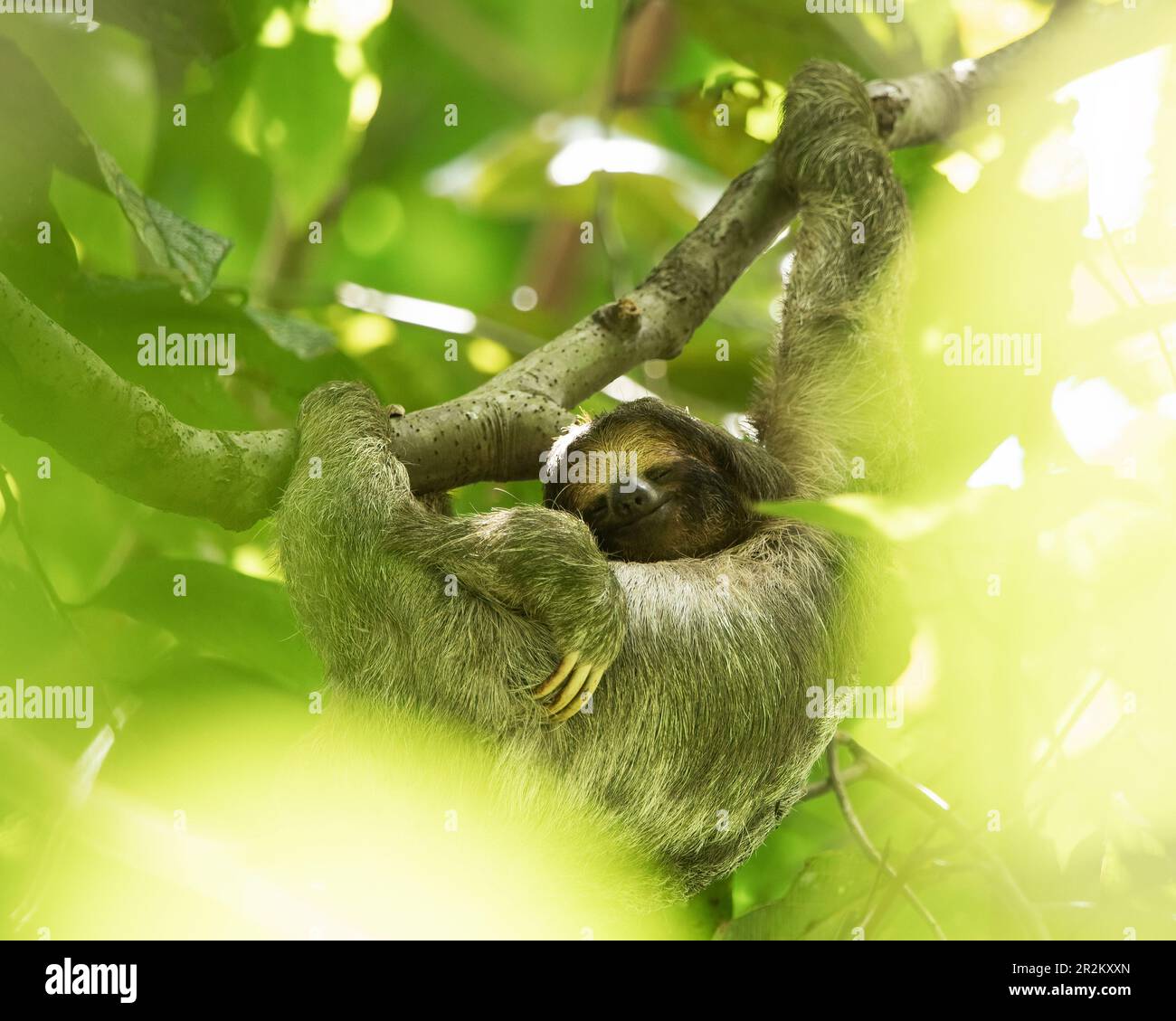 Sloth moths hi-res stock photography and images - Alamy