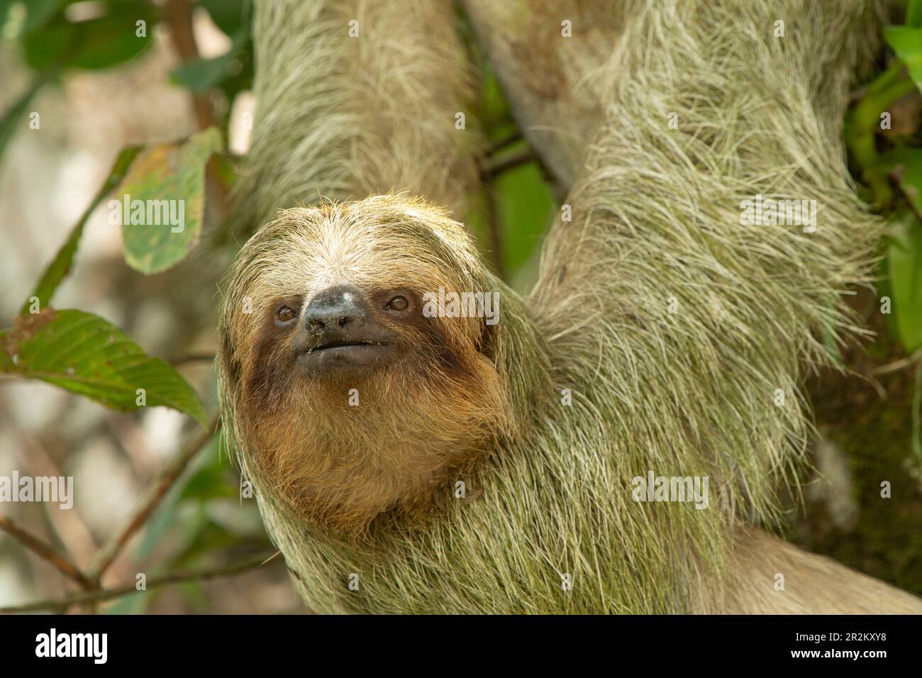 Sloth moths hi-res stock photography and images - Alamy