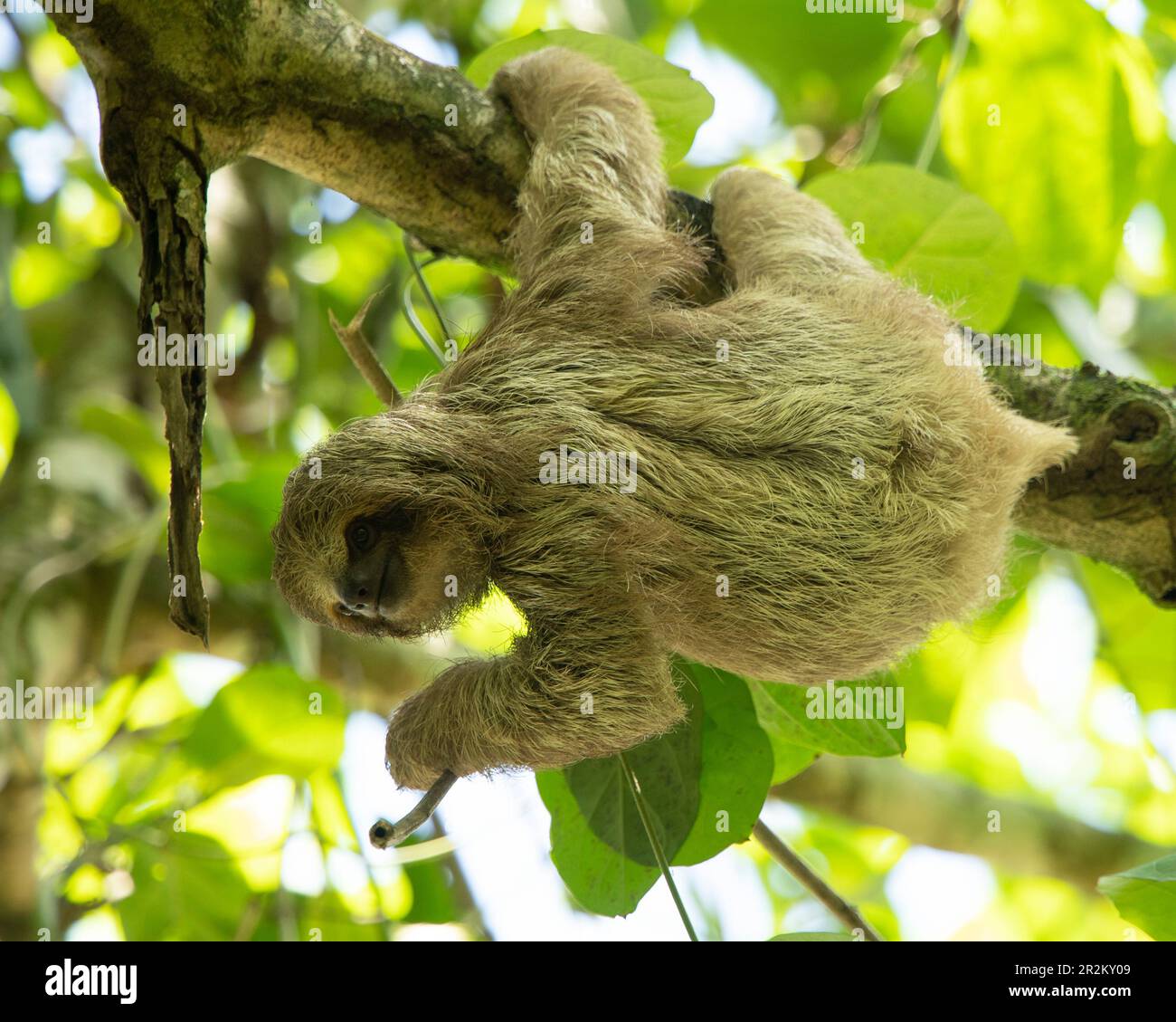 Sloth moths hi-res stock photography and images - Alamy