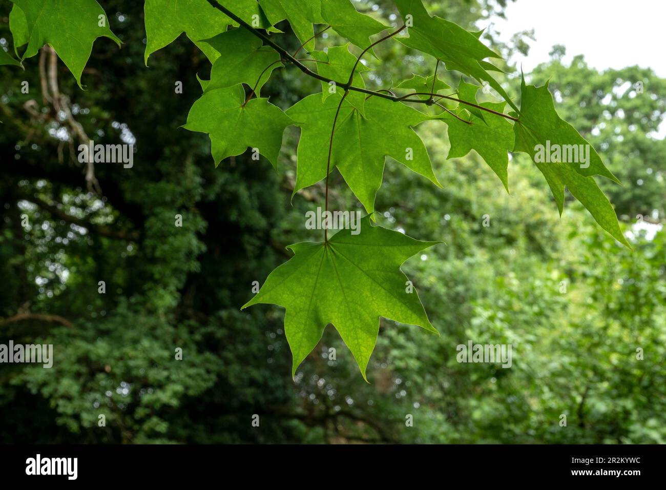Five lobed leaves hi-res stock photography and images - Alamy