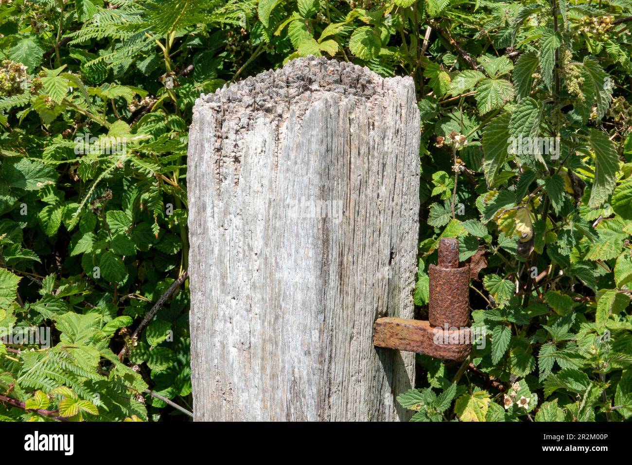 The top of a rotting wooden gate post with the rusted remains of a gate ...
