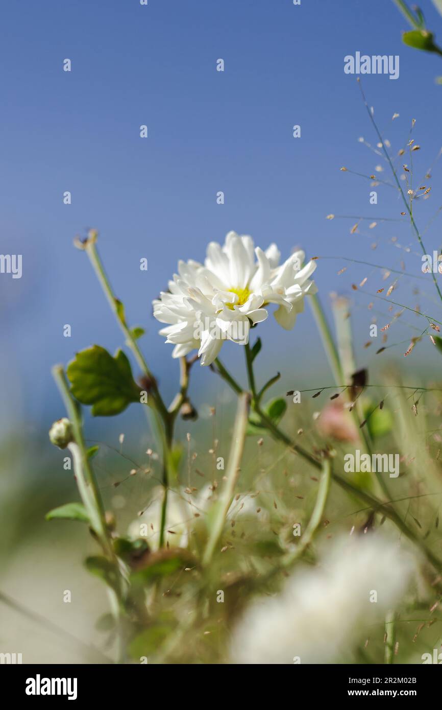 White flower fields, Dendranthema morifolium, cultivated in the ...