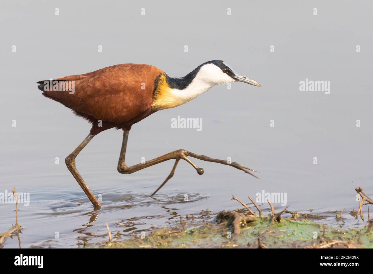 Adult African Jacana (Actophilornis africanus) foraging along the ...