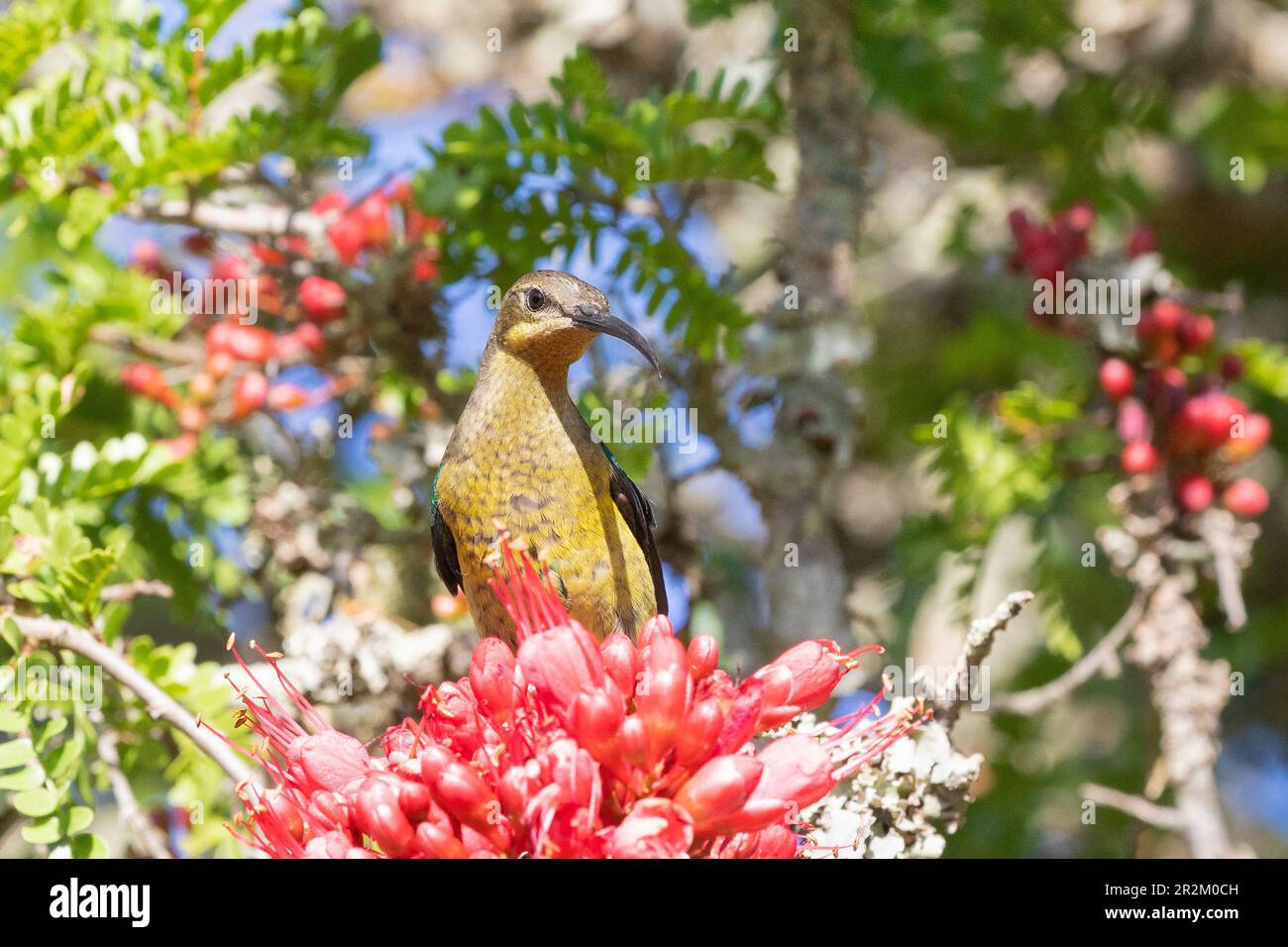 Non-breeding male Malachite Sunbird (Nectarinia famosa) feeding on the ...