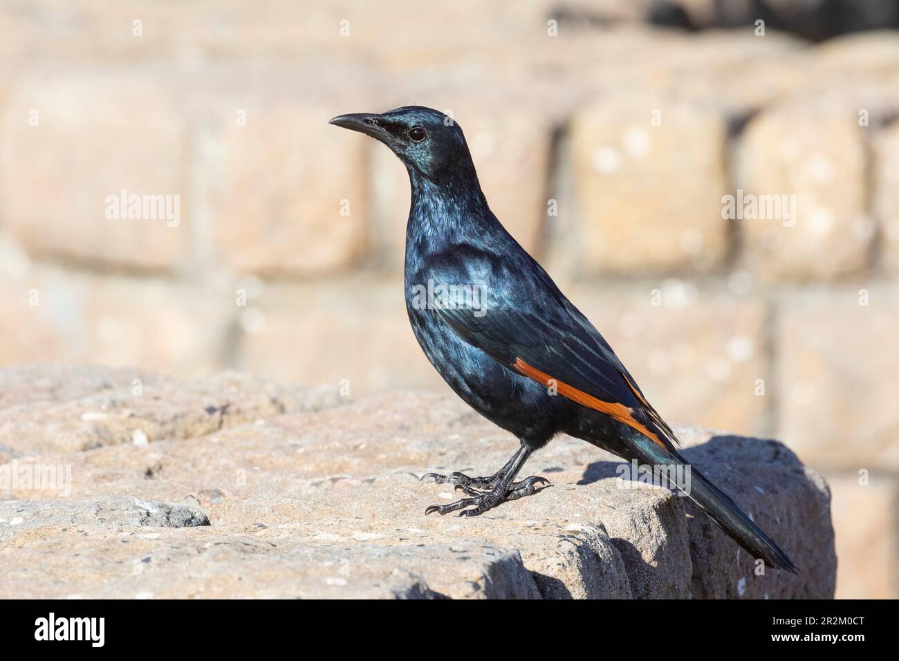 Red-winged Starling (Onychognathus morio) male, Western Cape, South ...