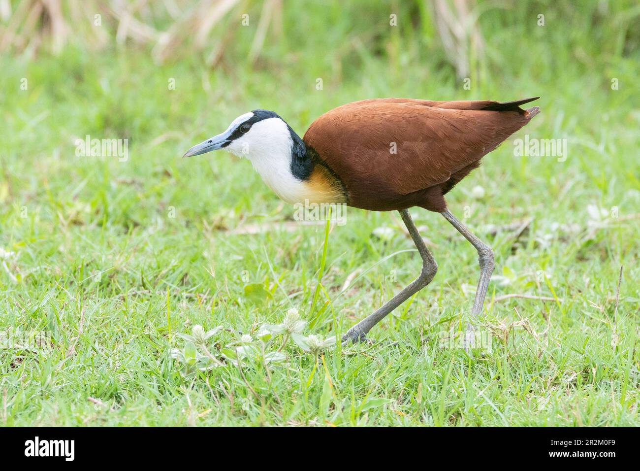 African Jacana (Actophilornis africanus Stock Photo - Alamy