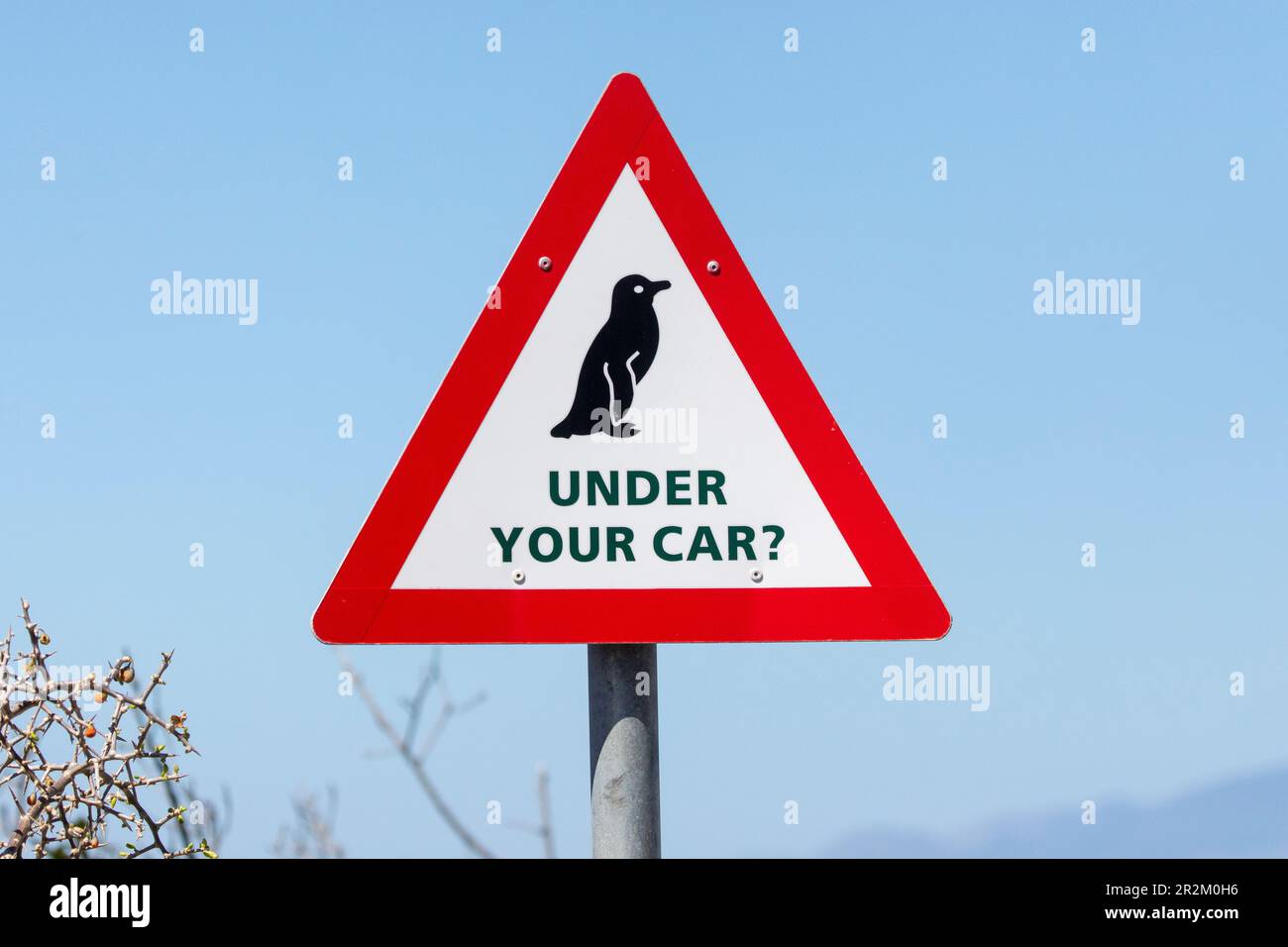 Warning sign for African Penguins (Spheniscus demersus) Simonstown ...
