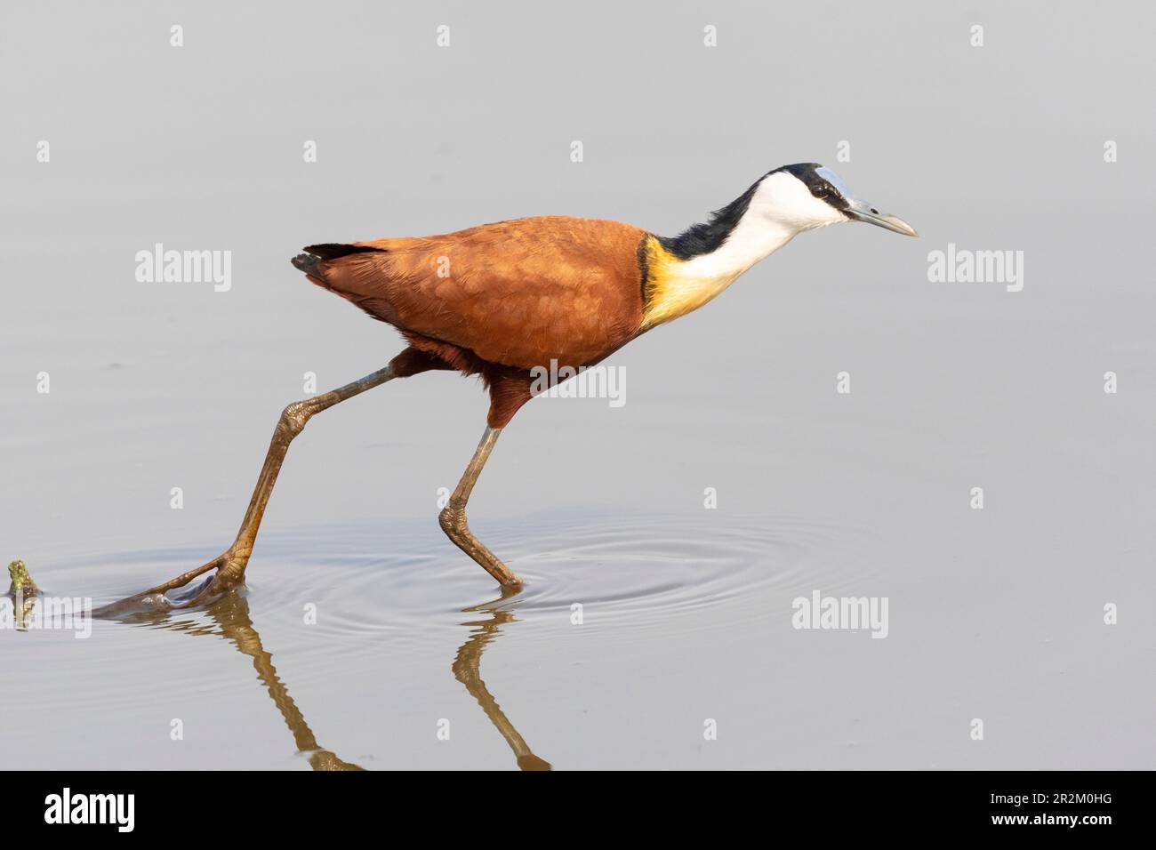 African Jacana (Actophilornis africanus) wading in shallow water ...