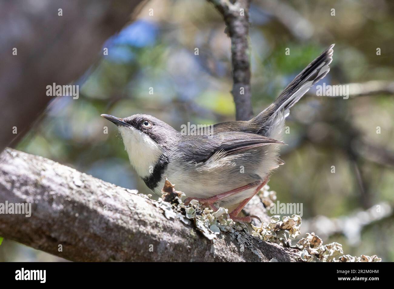 Bar-throated Apalis (Apalis thoracica capensis), Western Cape, South ...