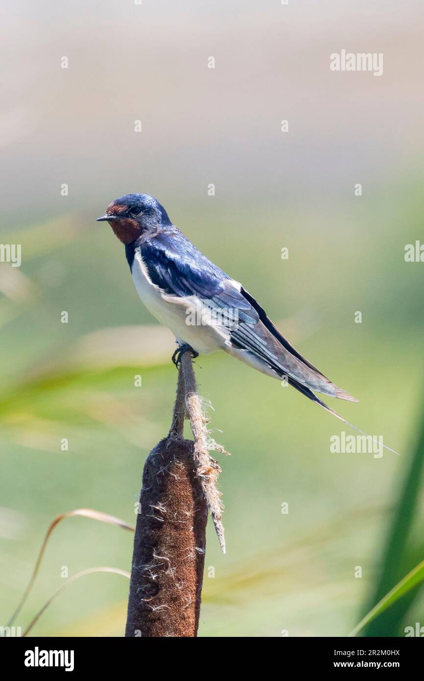 Barn Swallow (Hirundo rustica), Strandfontein Sewage Works, Western ...